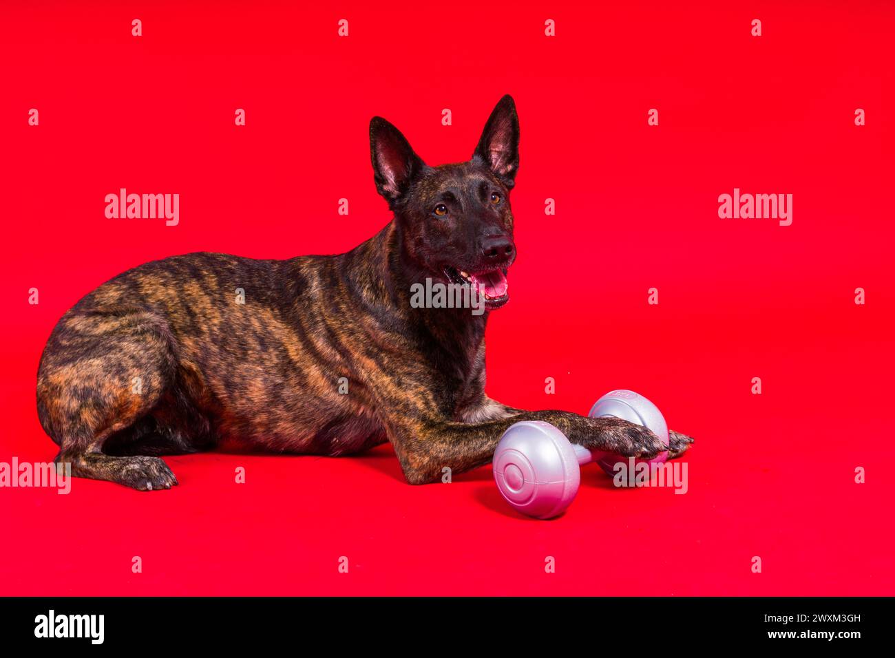 Dutch shepherd dog dumbbell isolated on yellow red background Stock ...