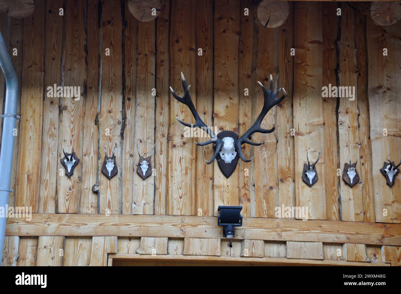 Deer antlers and chamois horn in Valloire Stock Photo - Alamy