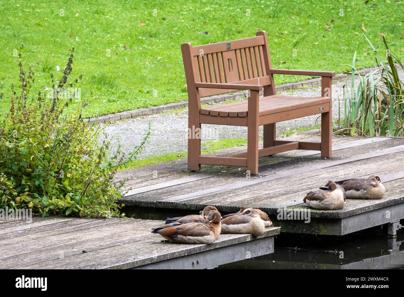 wooden bench in the park with ducks in front Stock Photo - Alamy