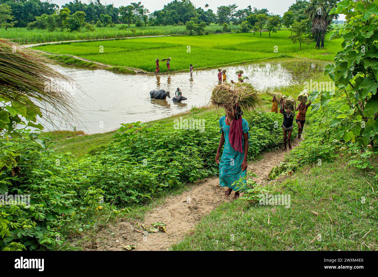 Bihar village hi-res stock photography and images - Alamy