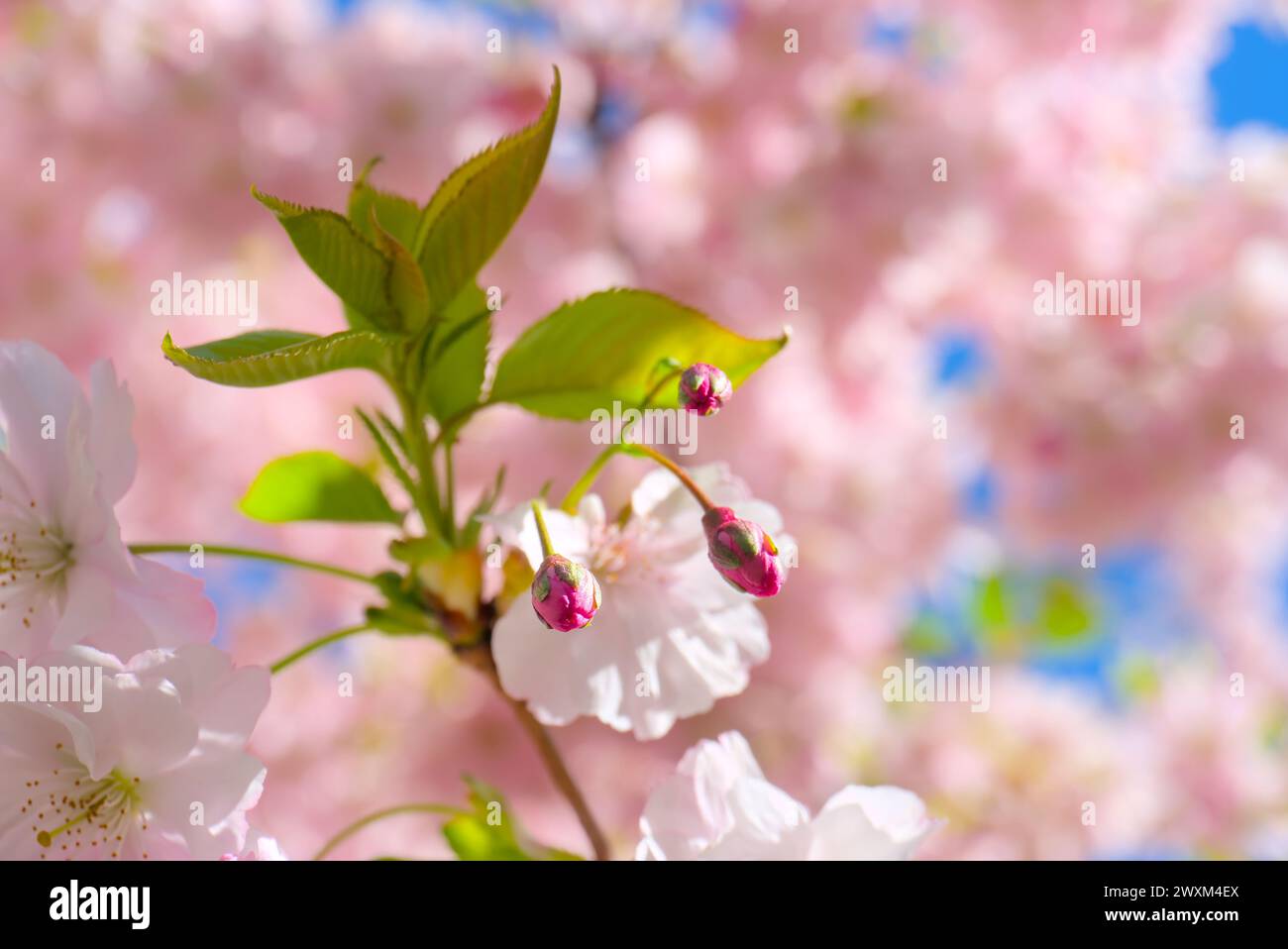 cherry buds on a cherry tree branch closeup horizontal shot Stock Photo ...