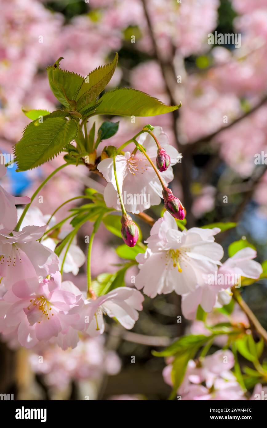 cherry buds on a cherry tree branch closeup vertical shot Stock Photo ...