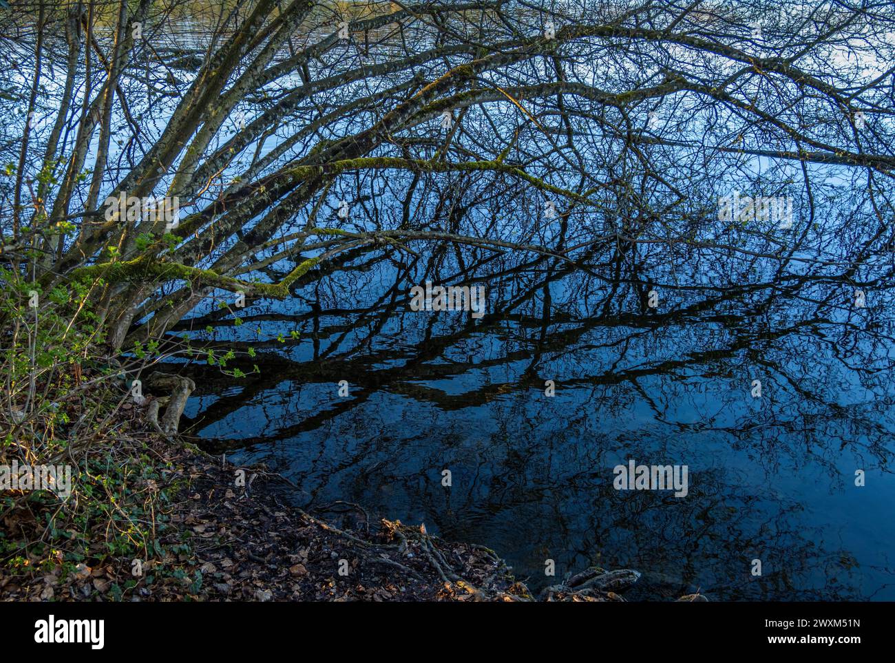 Natural scene by the lake of the Katzenseen nature reserve, Regensdorf ...