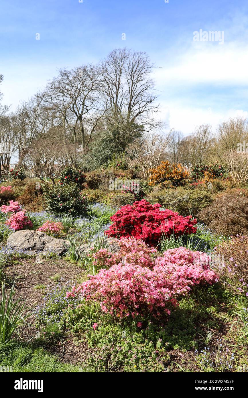 Upright image of A colourful display of Azalea in a rock garden ...