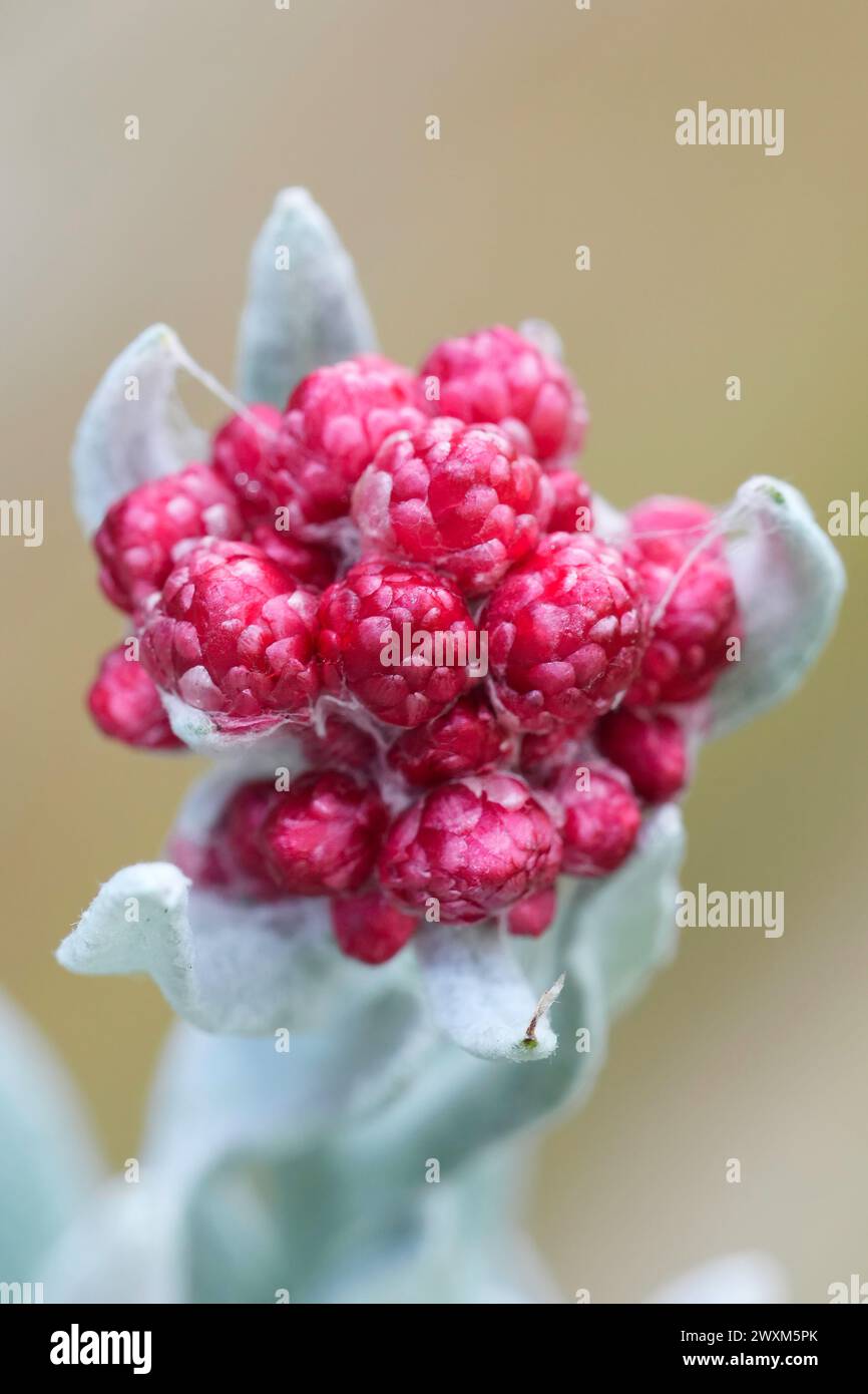 Detailed closeup on the red emerging flower of the red everlasting ...