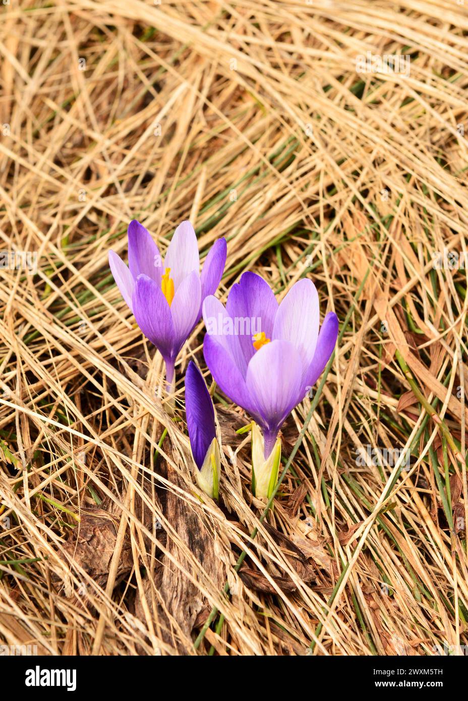 Wildflowers of europe hi-res stock photography and images - Alamy