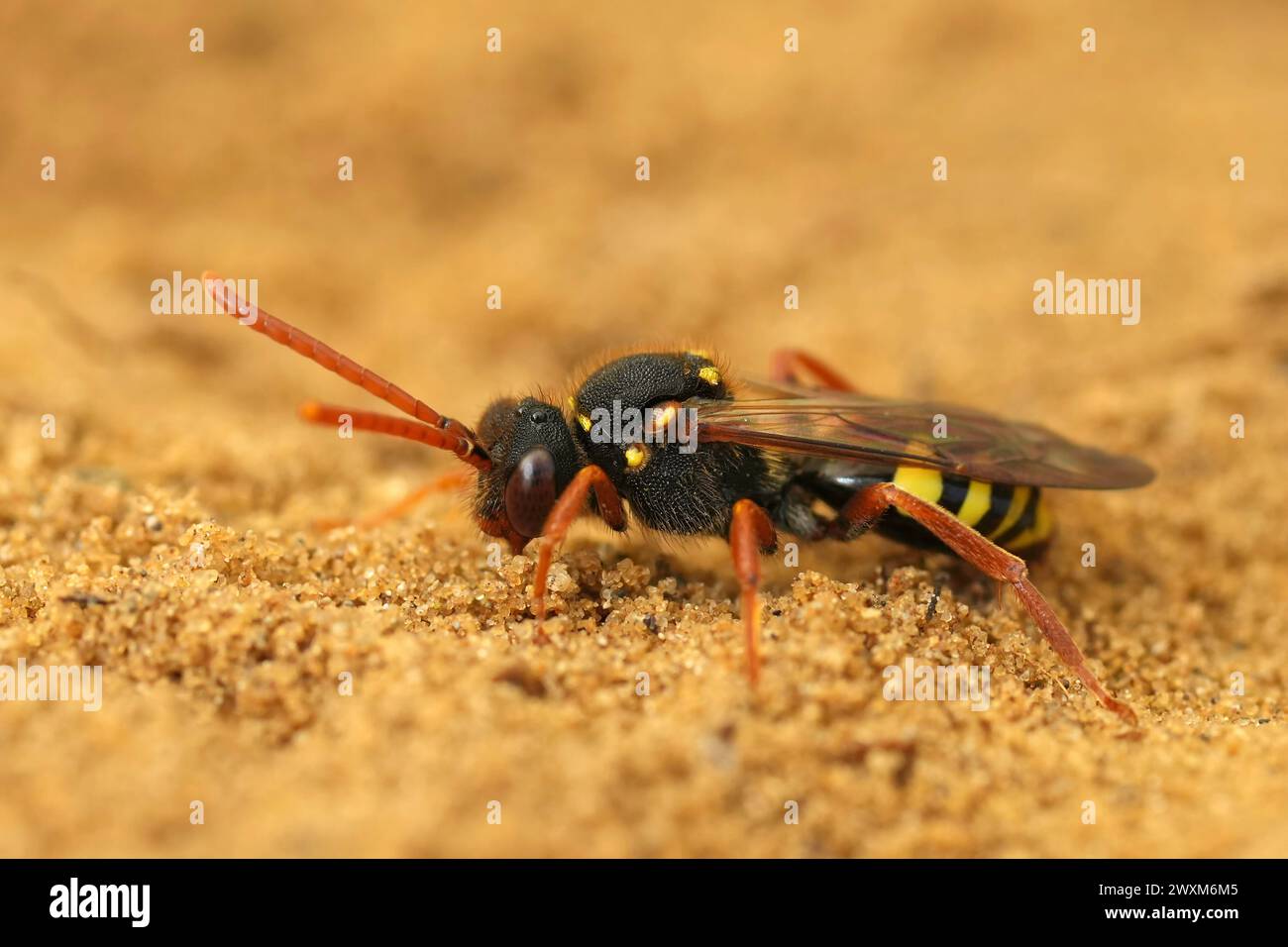 Detailed closeup on a colorful female orange-horned Nomad bee, Nomada ...
