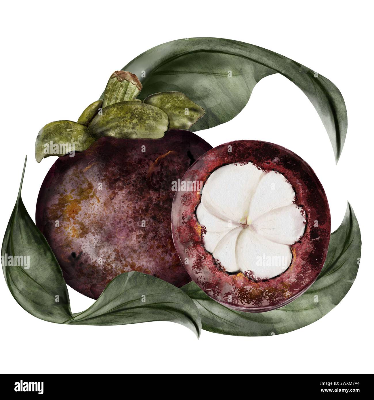 Mangosteen fruit watercolor illustration. Tropical fruit illustration ...