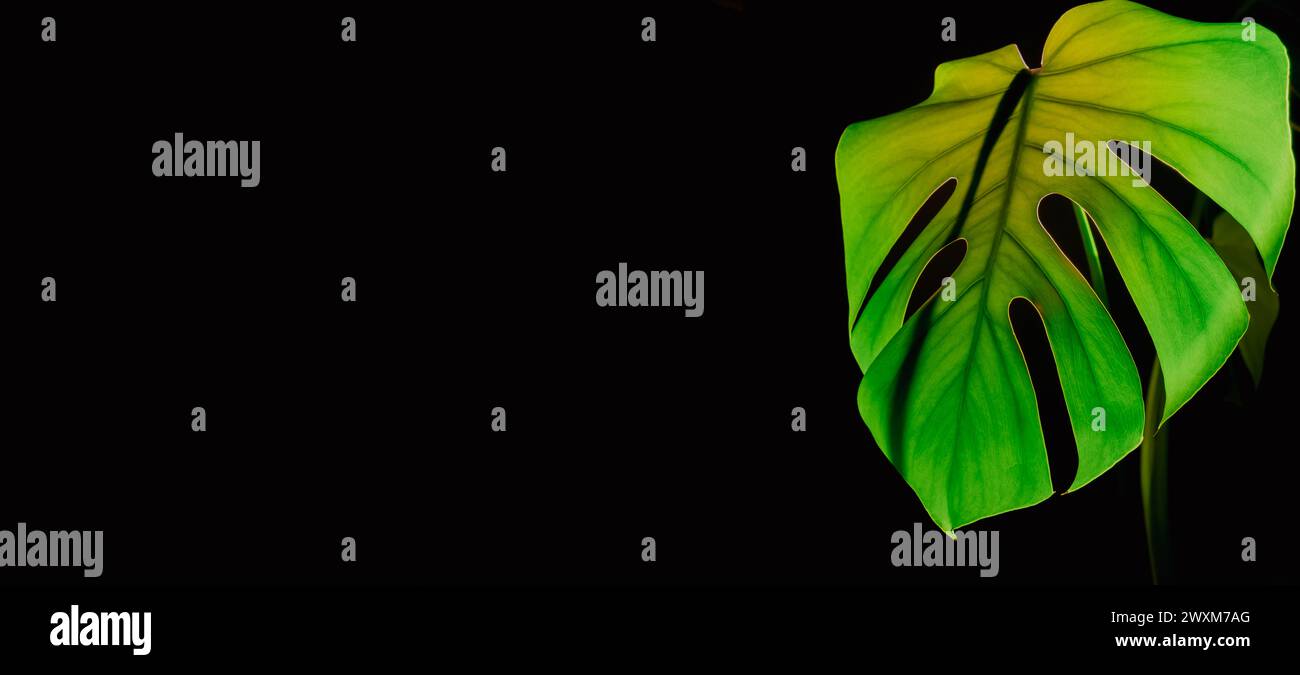 Monstera silhouette leaf in dark background and light from sunset ...