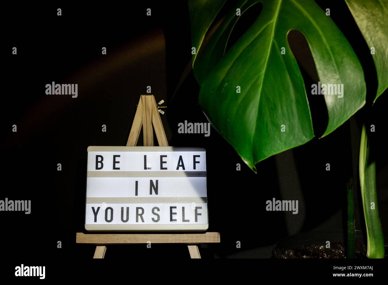 Funny joke idea inscription saying BE LEAF believe IN YOURSELF Monstera ...