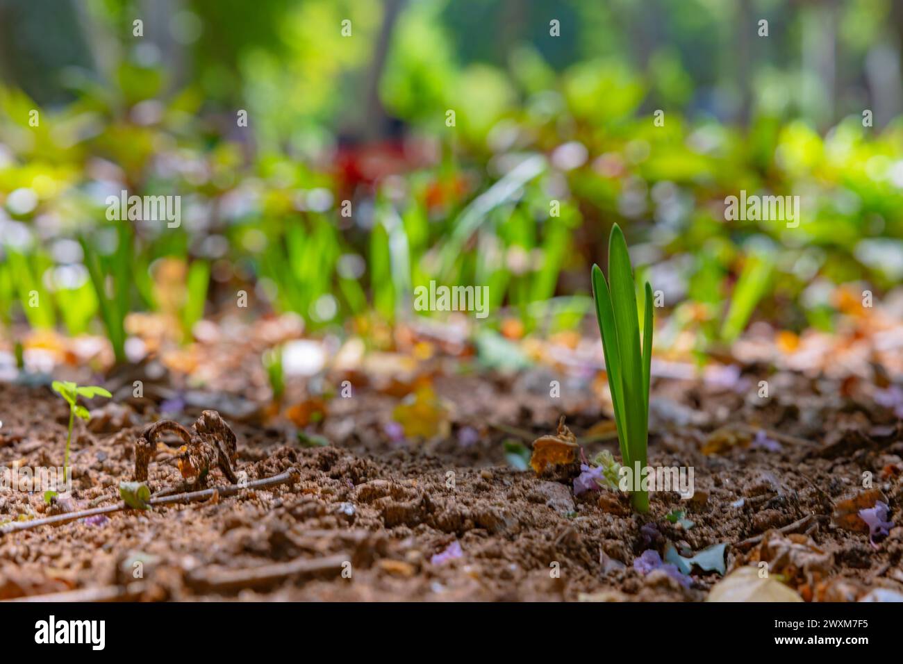 Sprout in the soil in focus from ground level. Biodiversity concept ...