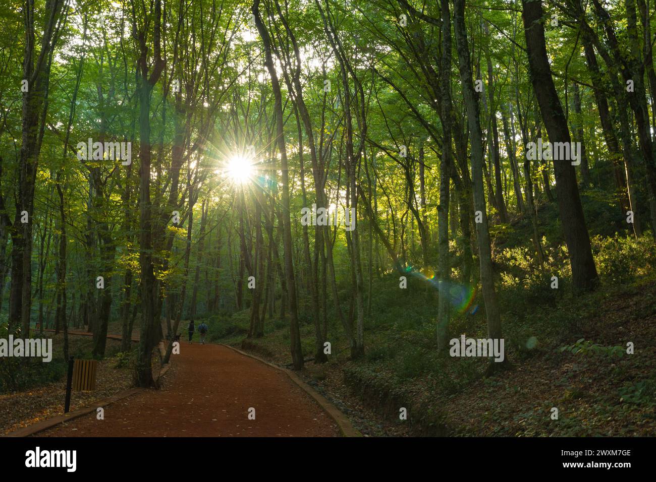 Jogging trail in the forest and direct sunlight. Healthy lifestyle ...