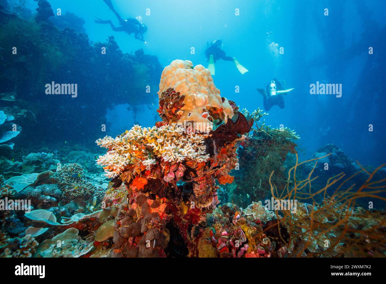The scuba divers exploring colorful coral reefs in tropical waters ...