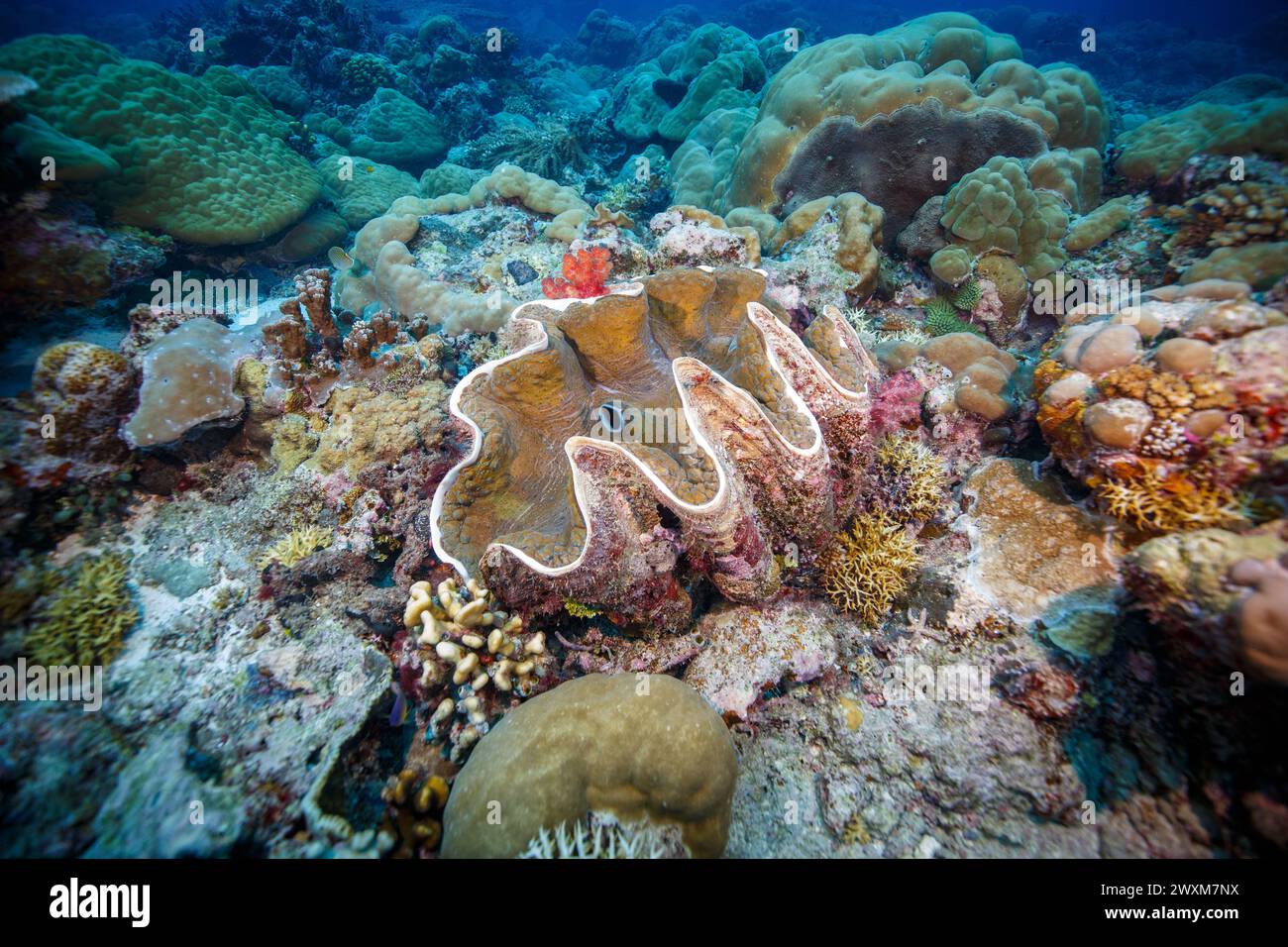 Colorful coral reefs hi-res stock photography and images - Alamy