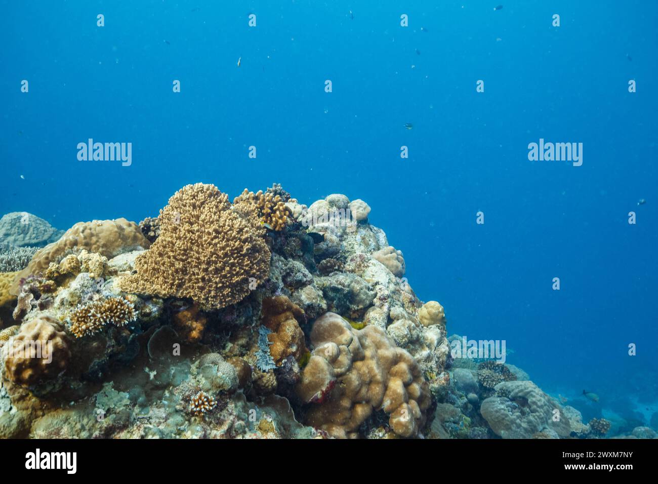 The underwater coral reef in calm blue ocean depths Stock Photo - Alamy