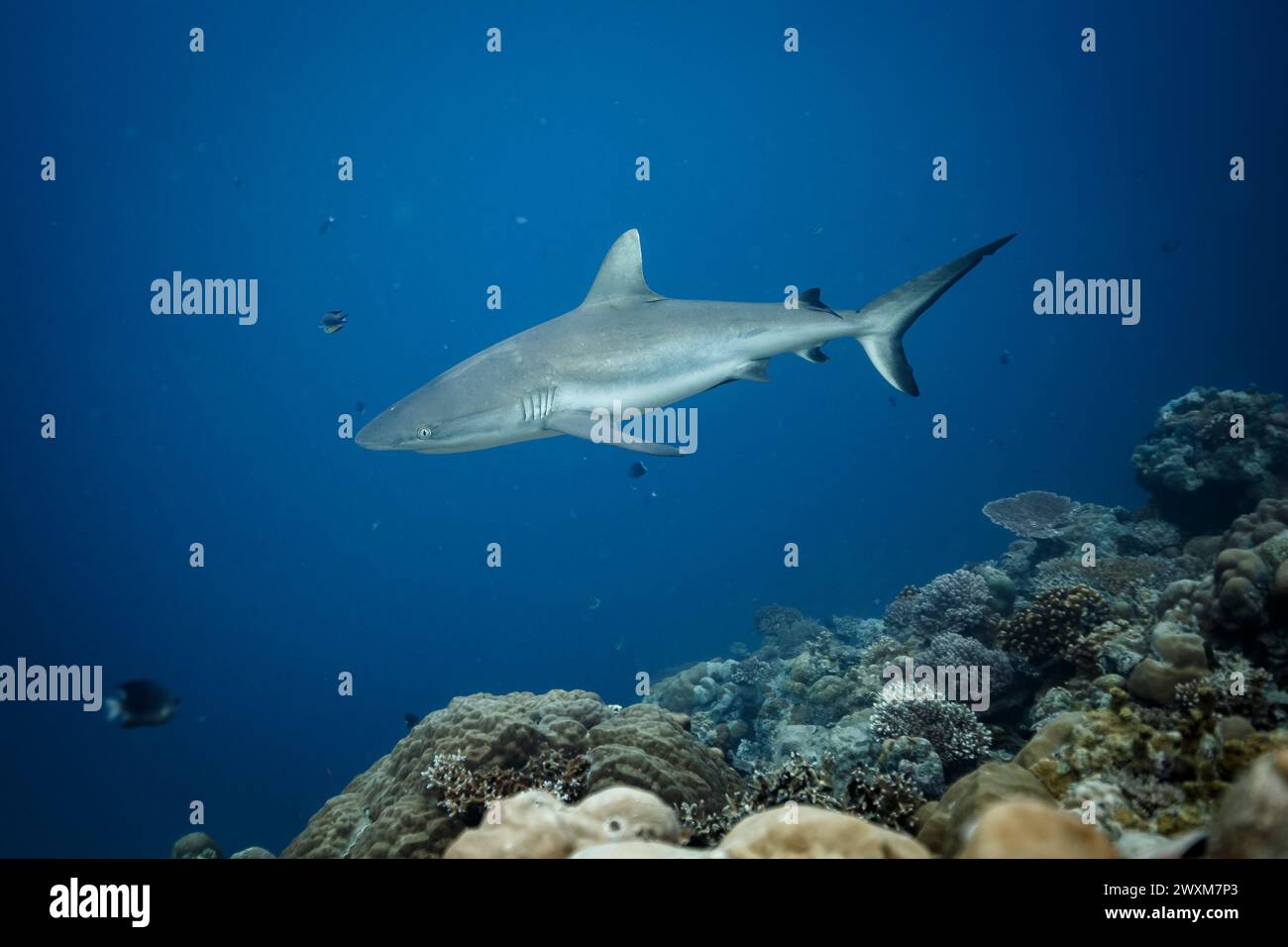 A shark gracefully glides amid rocky reefs, surrounded by fish and ...