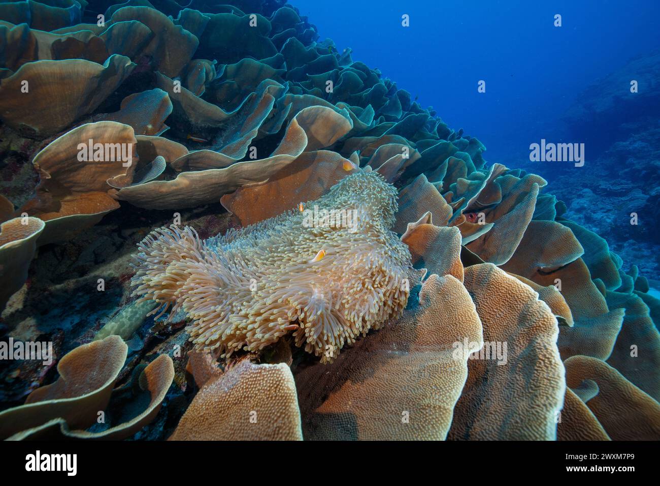Serene aquatic ecosystem hi-res stock photography and images - Alamy