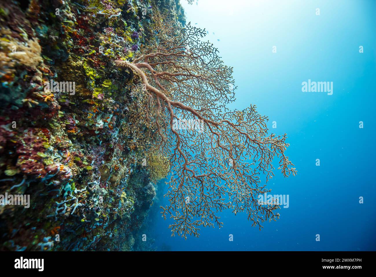 A vibrant blue underwater scene with corals Stock Photo - Alamy