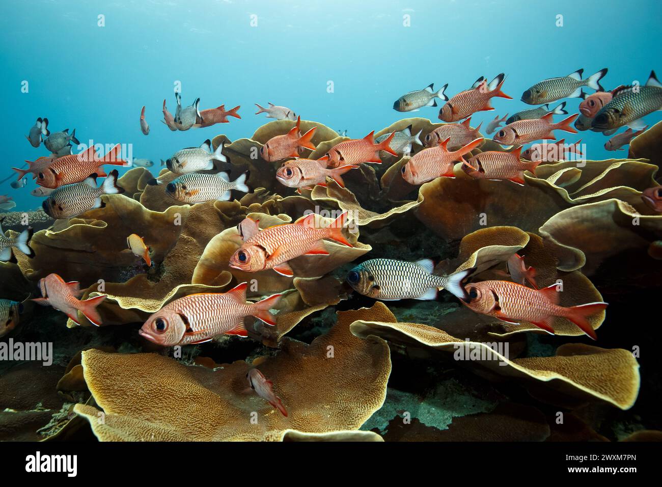 The colorful fish swimming among coral reefs in the daylight Stock ...