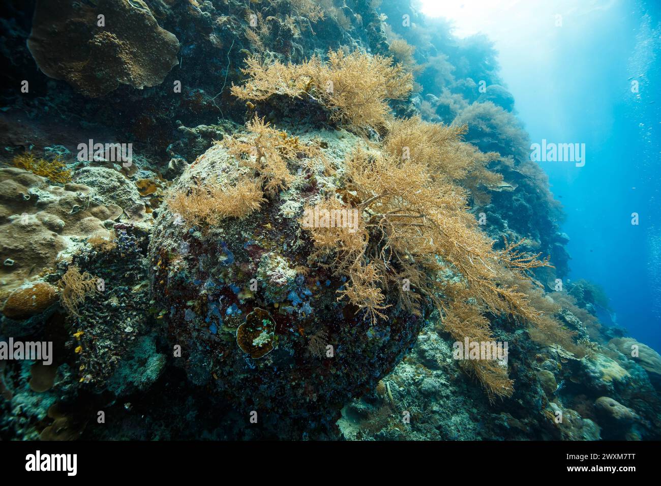 The underwater coral reef in calm blue ocean depths Stock Photo - Alamy