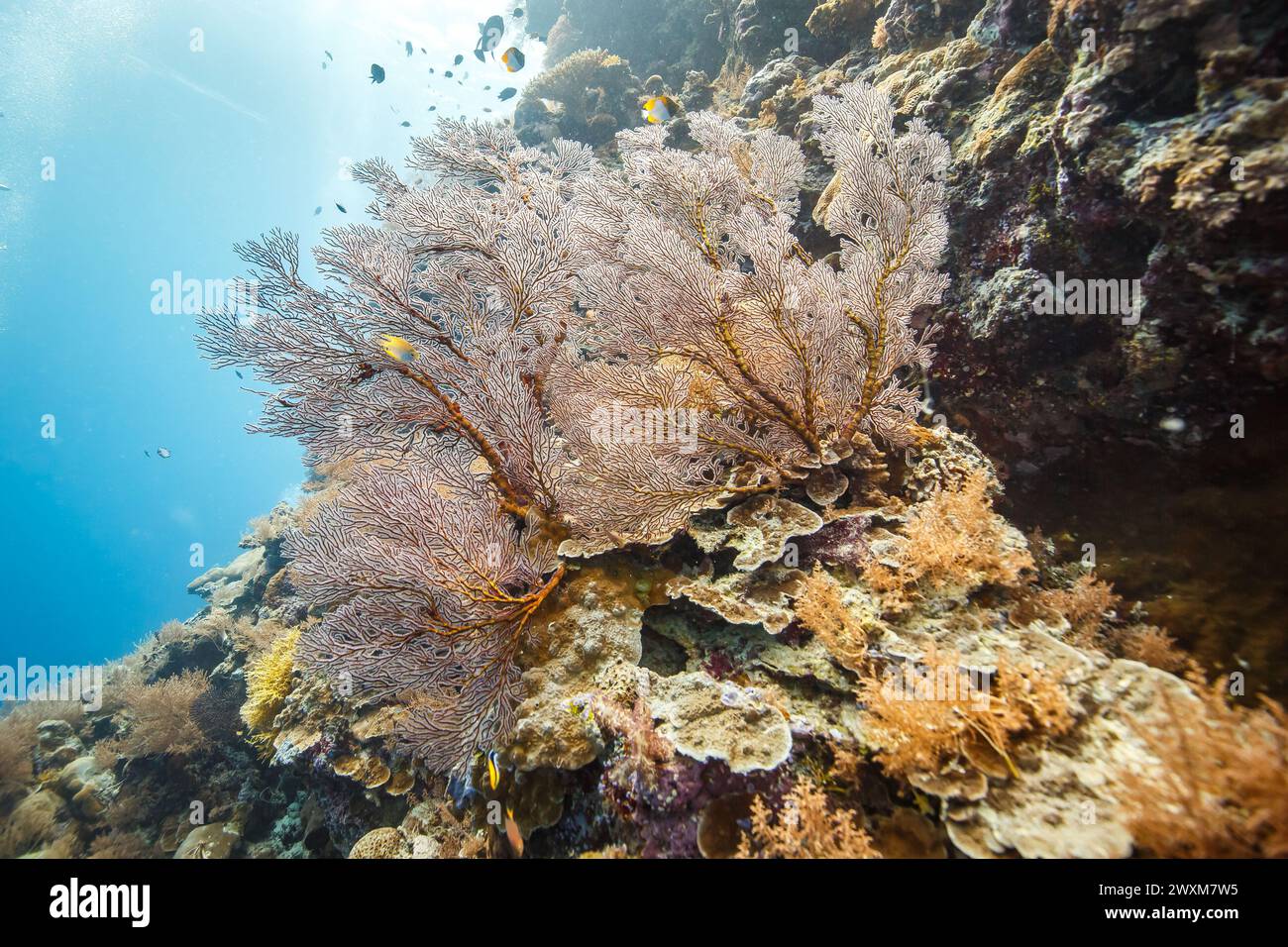 The underwater coral reef in calm blue ocean depths Stock Photo - Alamy