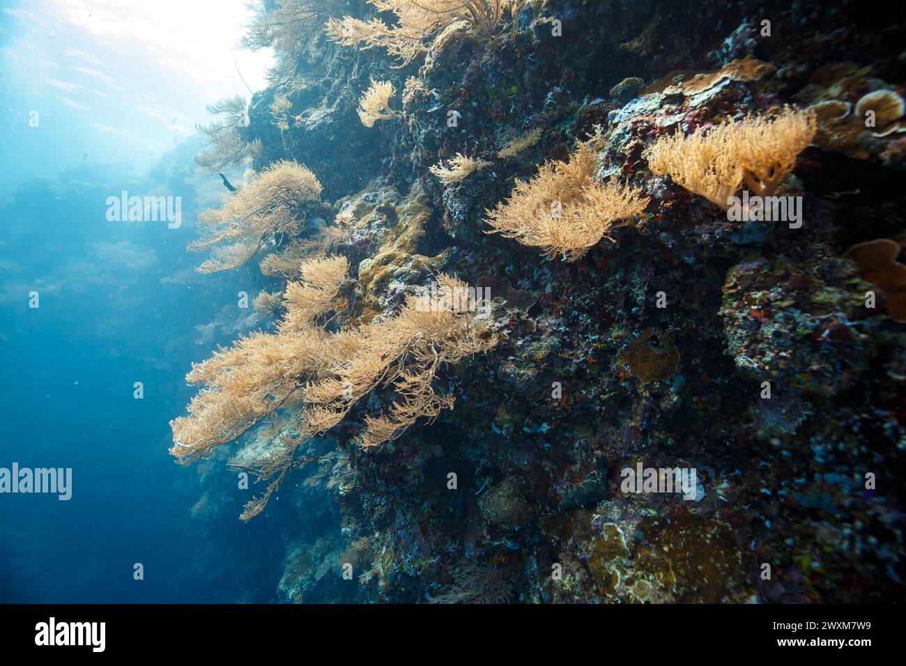 The underwater coral reef in calm blue ocean depths Stock Photo - Alamy