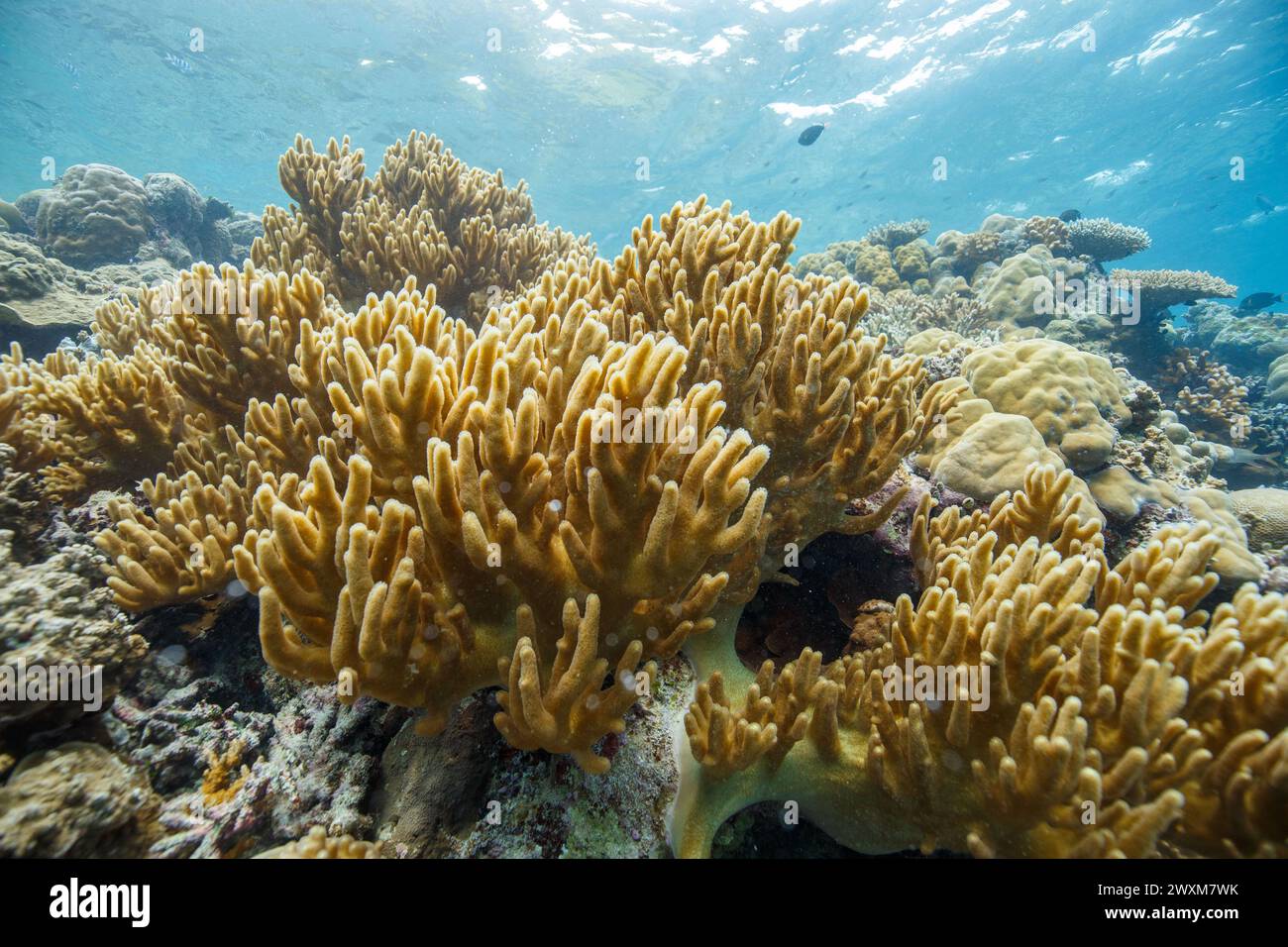 The underwater coral reef in calm blue ocean depths Stock Photo - Alamy