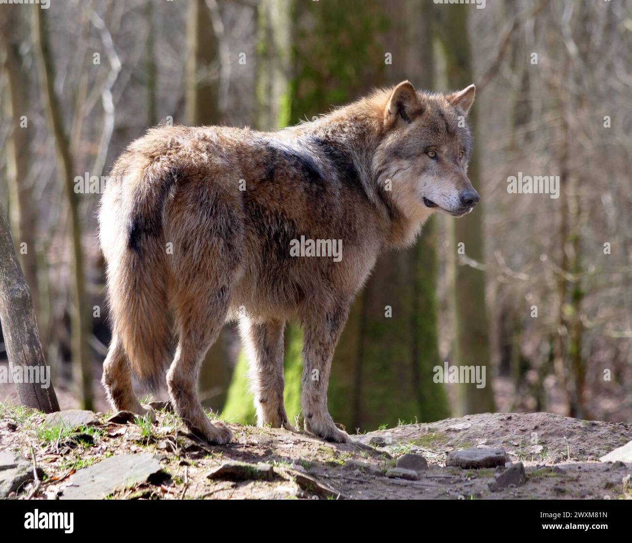 Wolf Europaeischer Grauwolf in Aktion Wolf Grauwolf *** Wolf European ...