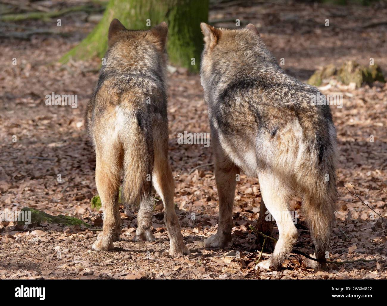 Wolf Europaeischer Grauwolf in Aktion Wolf Grauwolf *** Wolf European ...