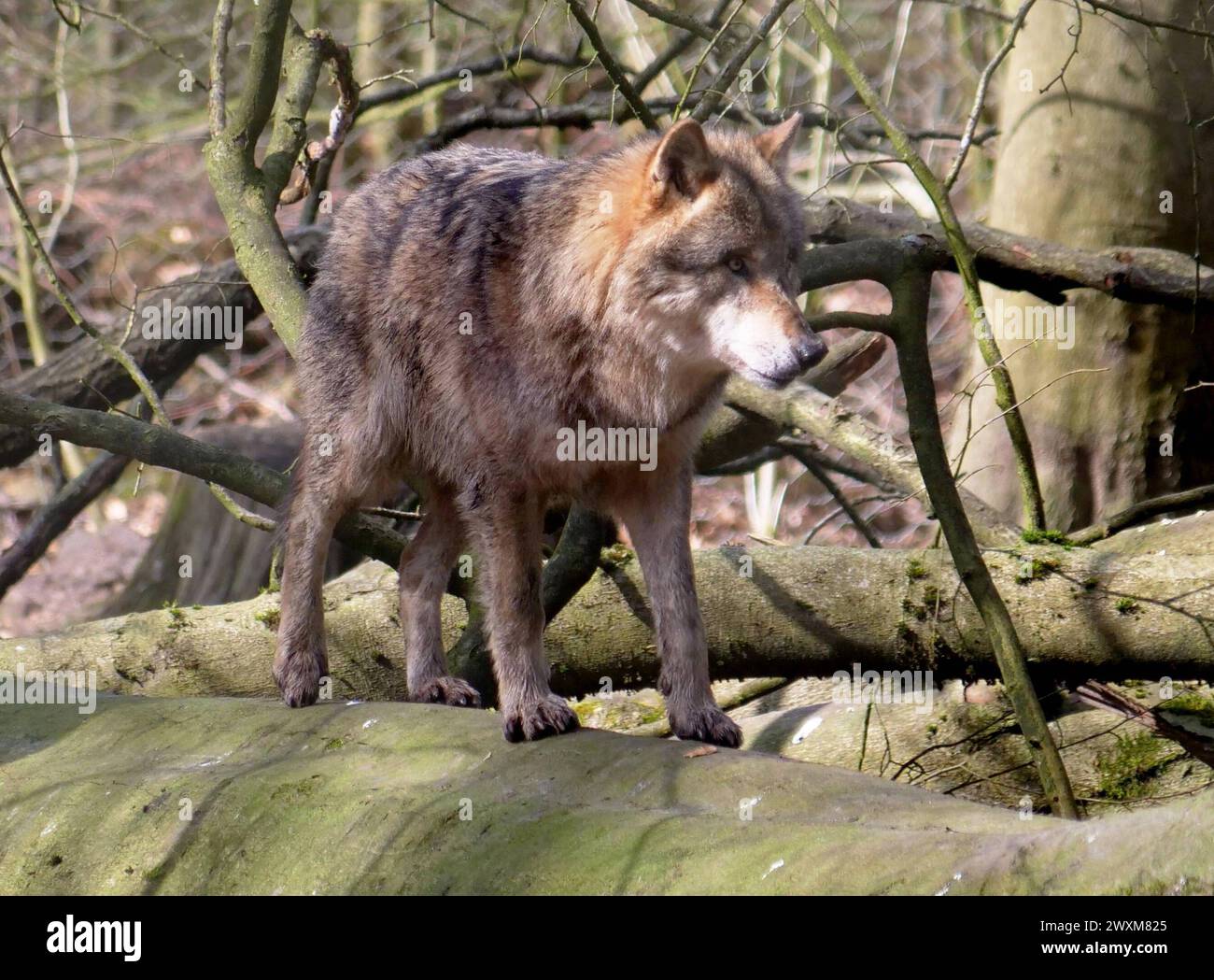 Wolf Europaeischer Grauwolf in Aktion Wolf Grauwolf *** Wolf European ...