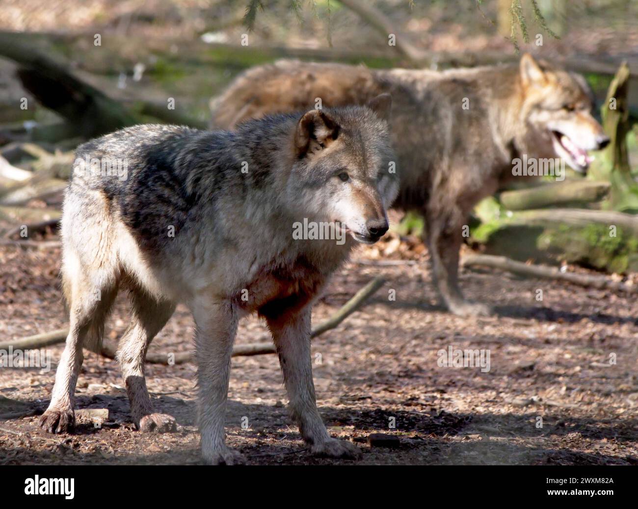 Wolf Europaeischer Grauwolf in Aktion Wolf Grauwolf *** Wolf European ...