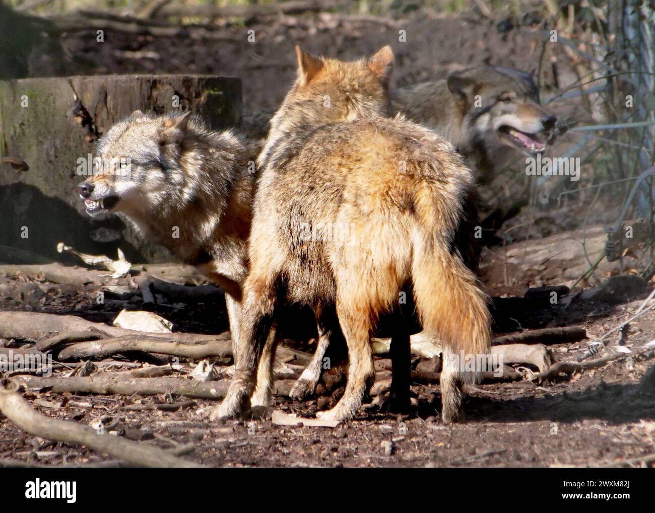 Wolf Europaeischer Grauwolf in Aktion Wolf Grauwolf *** Wolf European ...