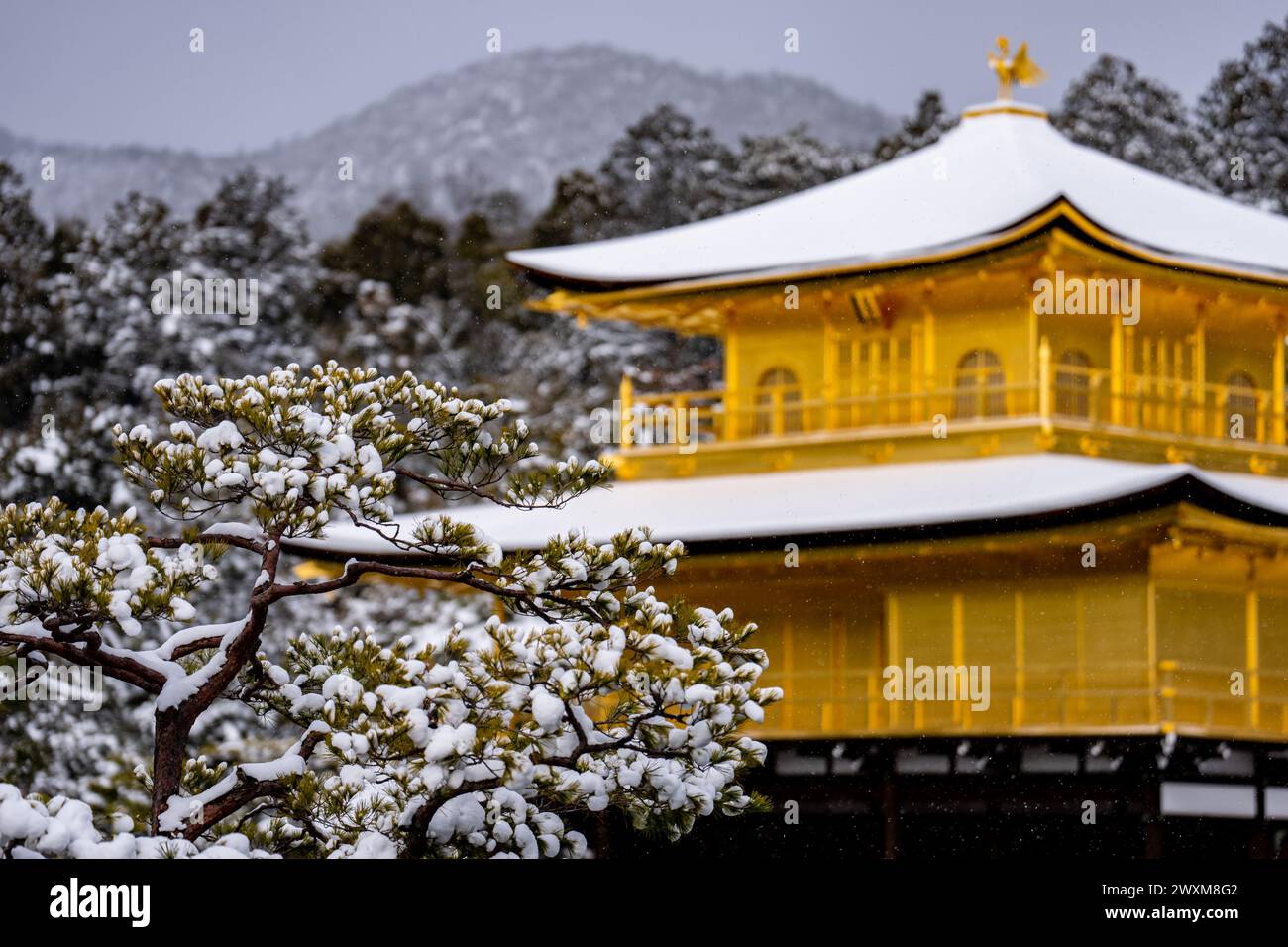 Snow-covered trees surround Kyoto's Kinkakuji Golden Pagoda, creating a ...