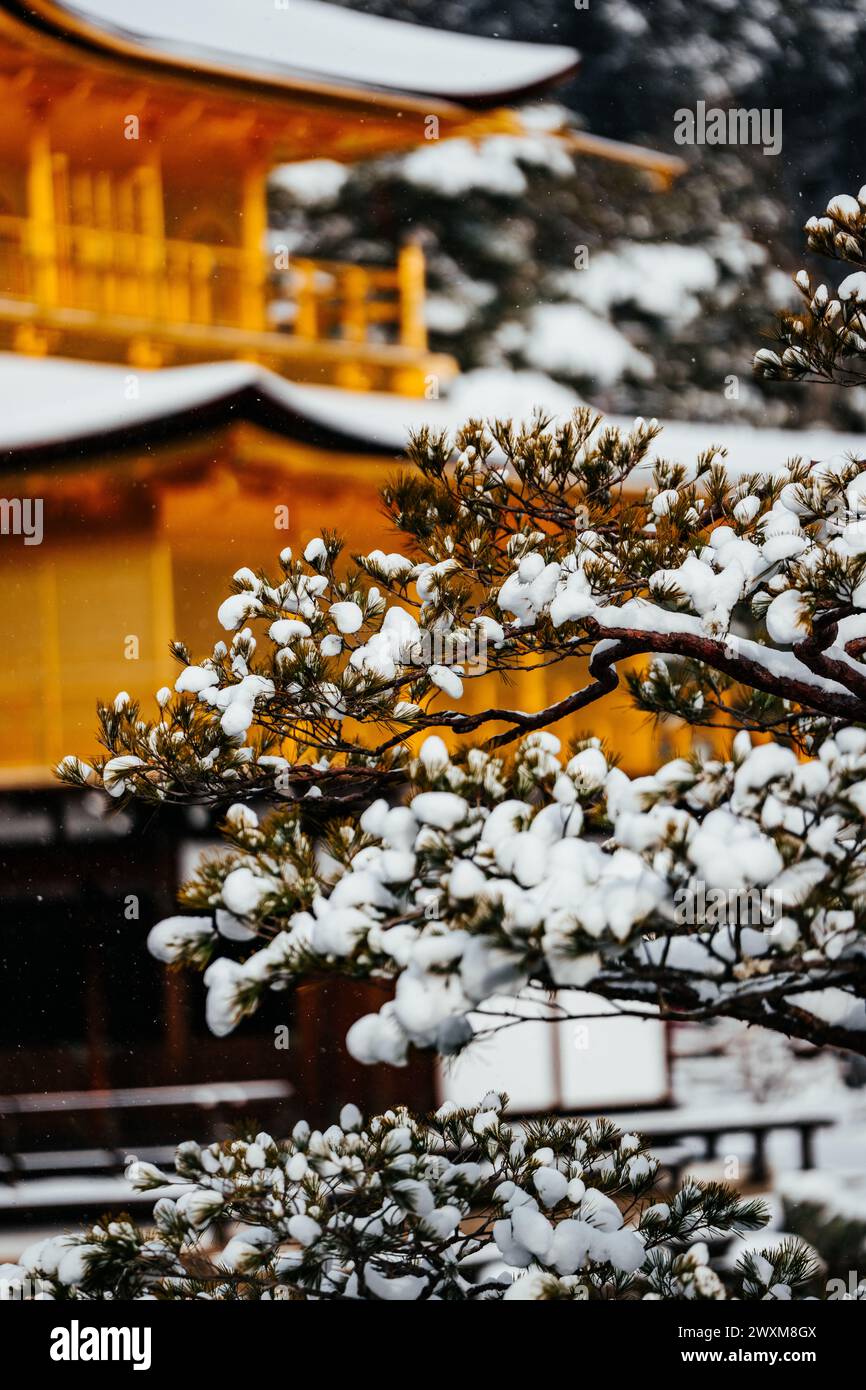 Snow-covered trees surround Kyoto's Kinkakuji Golden Pagoda, creating a ...