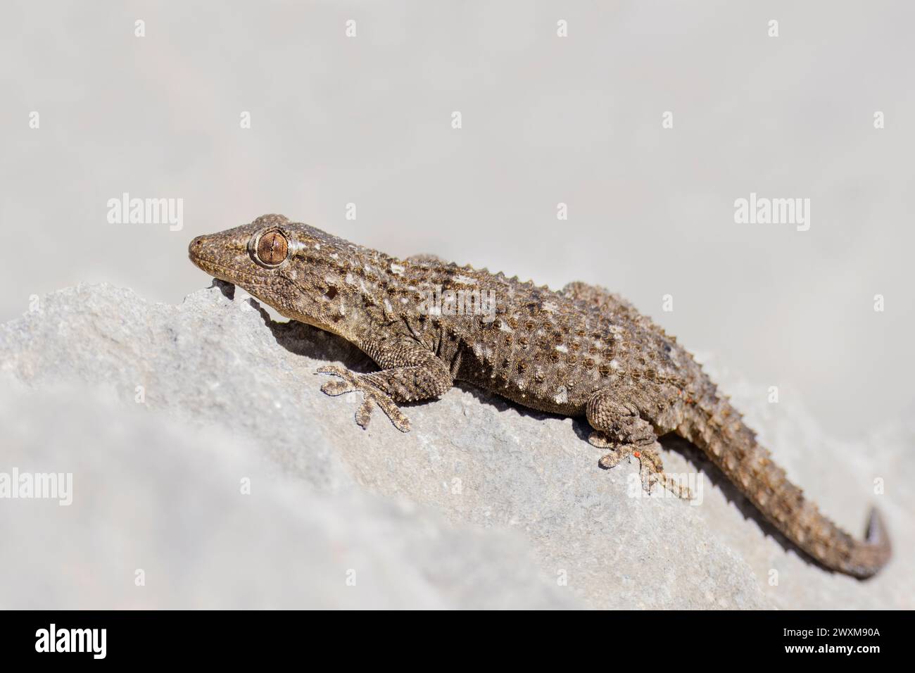 Common Wall Gecko, Tarentola Mauritanica, Rilke Trail, Trieste, Italy ...