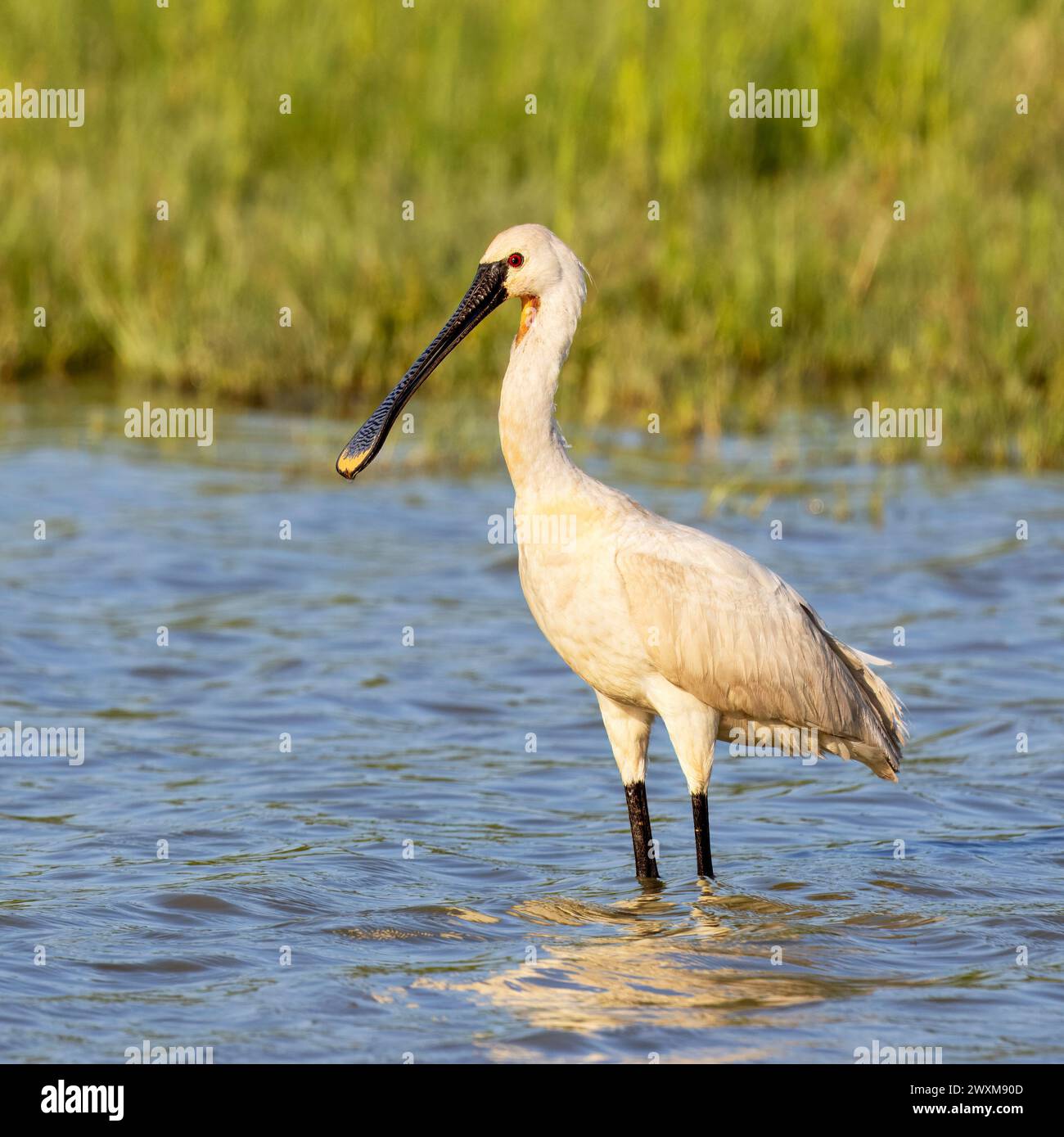 Eurasian Spoonbill, Platalea Leucorodia, Riserva Naturale, Isola della ...