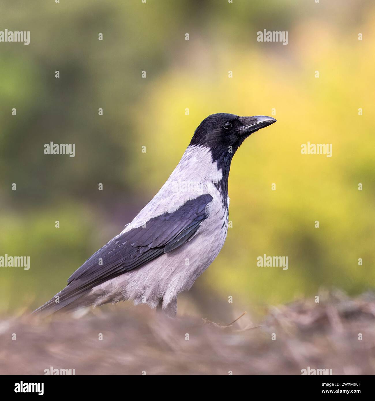 Hooded Crow, Corvus Cornix, Grado, Italy Stock Photo - Alamy