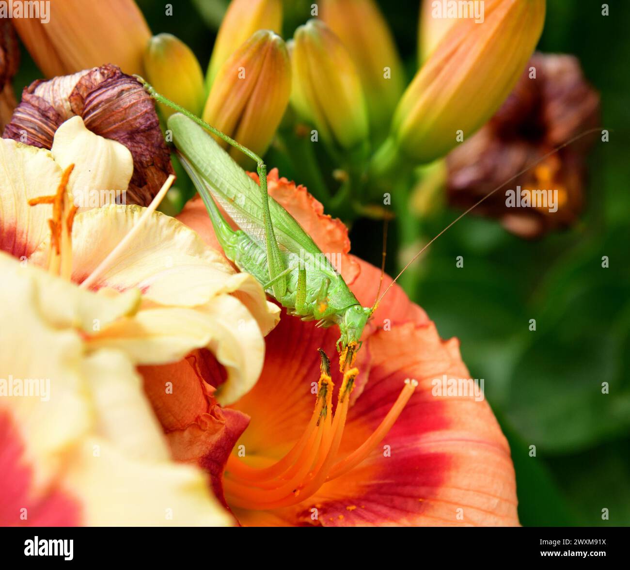 large green grasshopper eats pollen on the flowers of daylily Stock ...