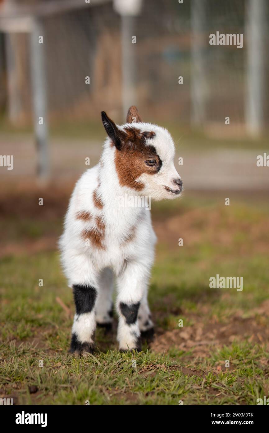 Cute Pygmy Goats Pygmy Goat Experience For Two Virgin Experience