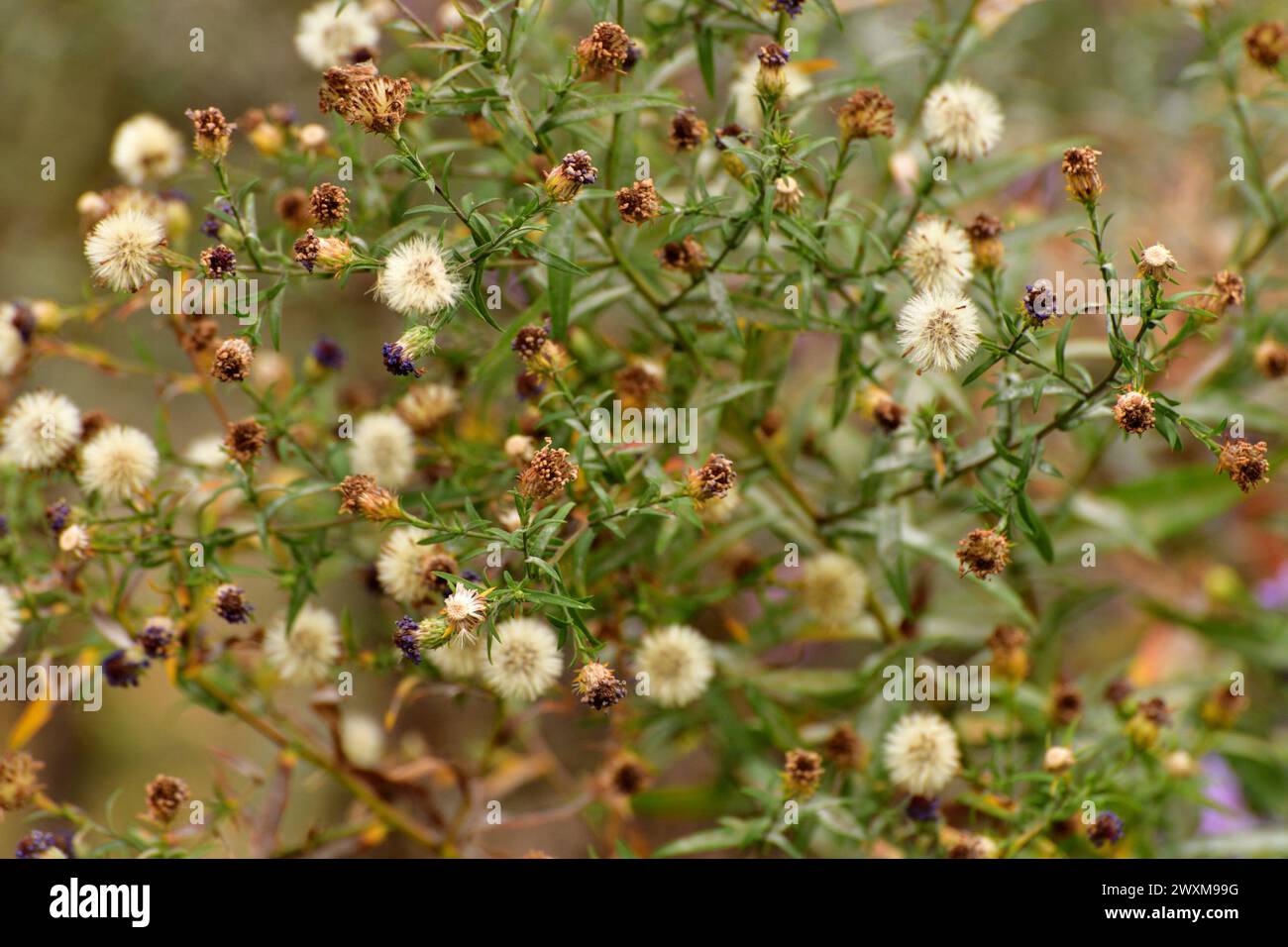 Finished blooming hi-res stock photography and images - Alamy