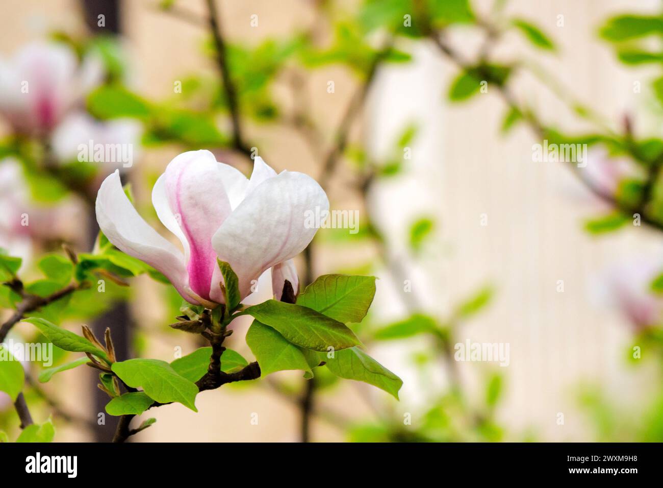big bright flower of magnolia soulangeana tree in full bloom. beautiful ...