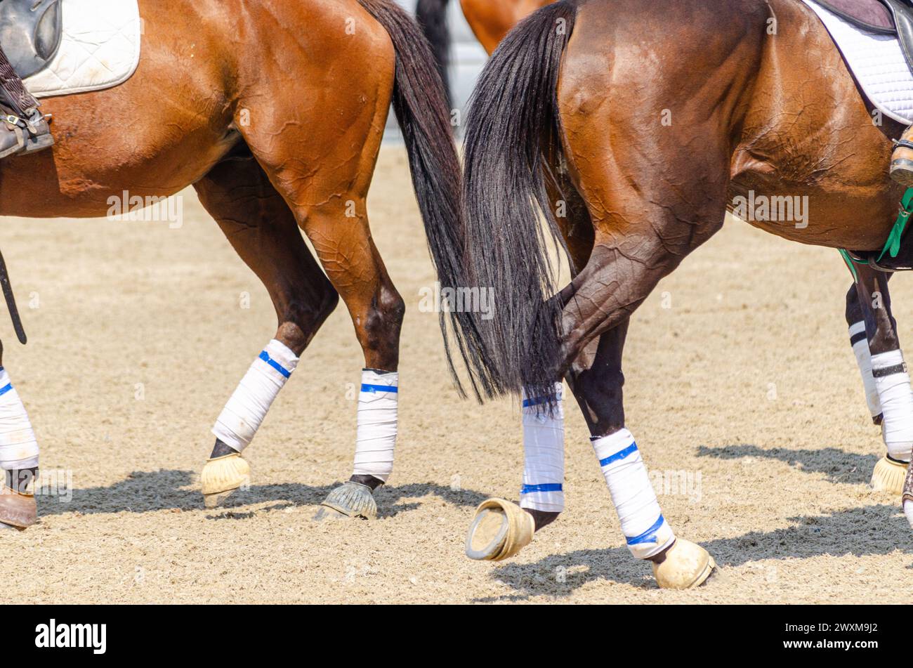 detail of the legs of two horses in a horseball game, equestrian sports ...