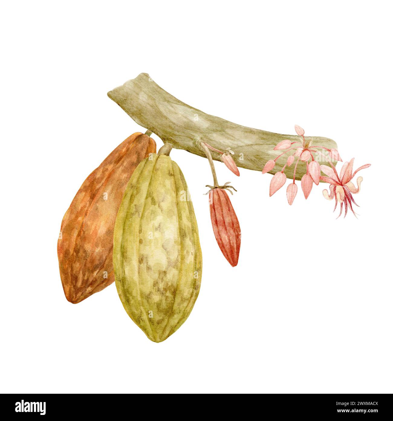 Watercolor illustration of cocoa beans with flowers and leaves ...