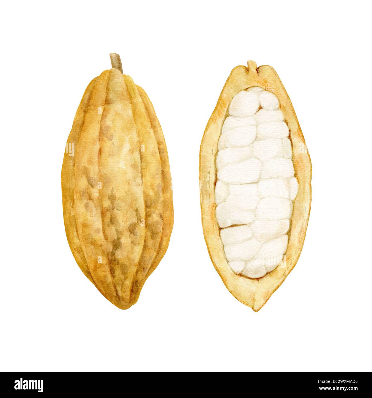 Botanical illustration of cocoa tree. Watercolor illustration for your ...