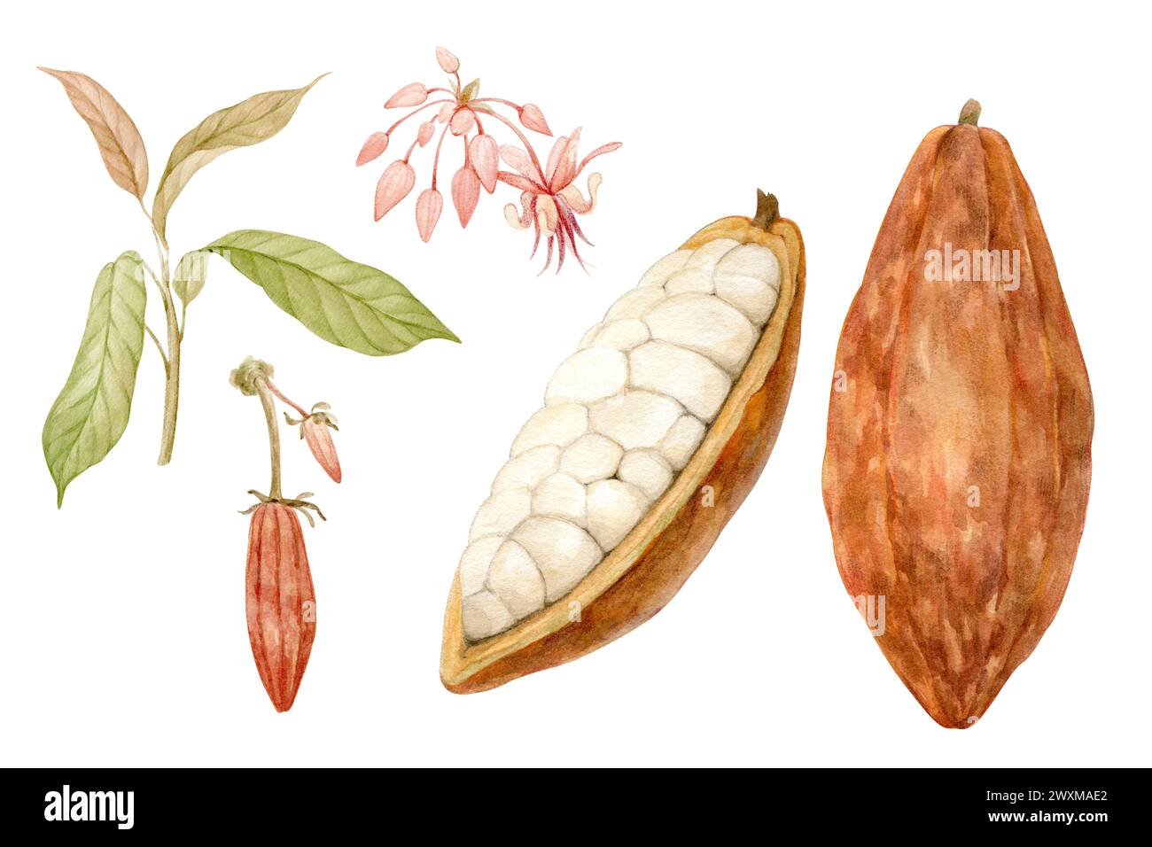 Watercolor illustration of cocoa beans with flowers and leaves ...