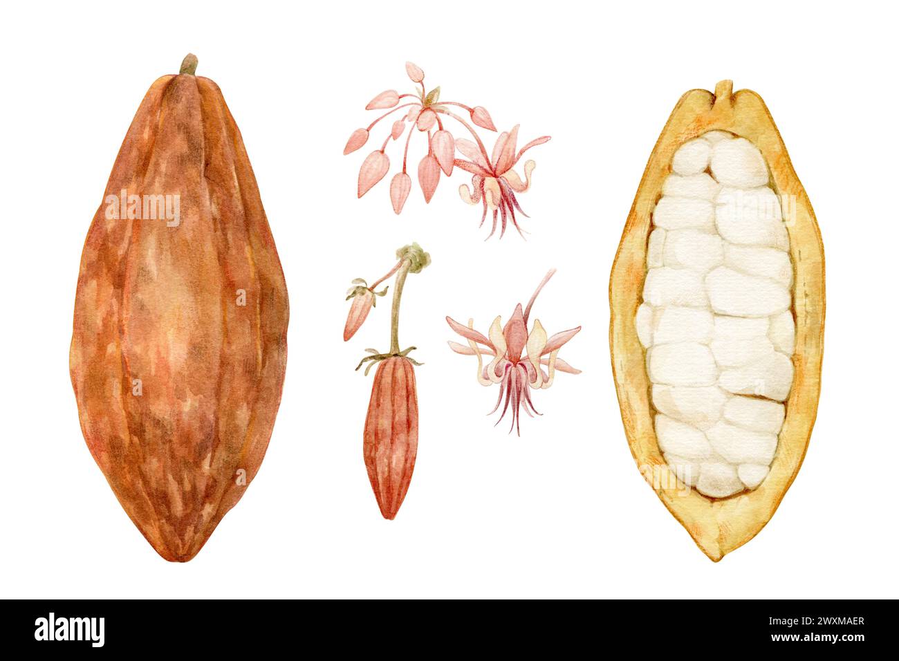Watercolor illustration of cocoa beans with flowers and leaves ...