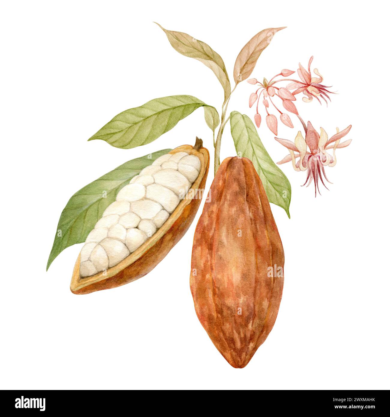 Watercolor illustration of cocoa beans with flowers and leaves ...