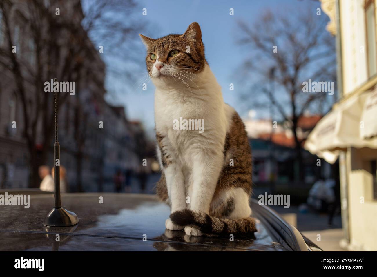 A stray tomcat sitting and sunbathing on a car roof Stock Photo - Alamy