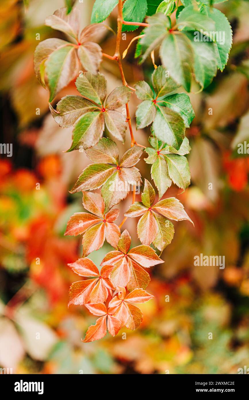 Hanging vine hi-res stock photography and images - Alamy