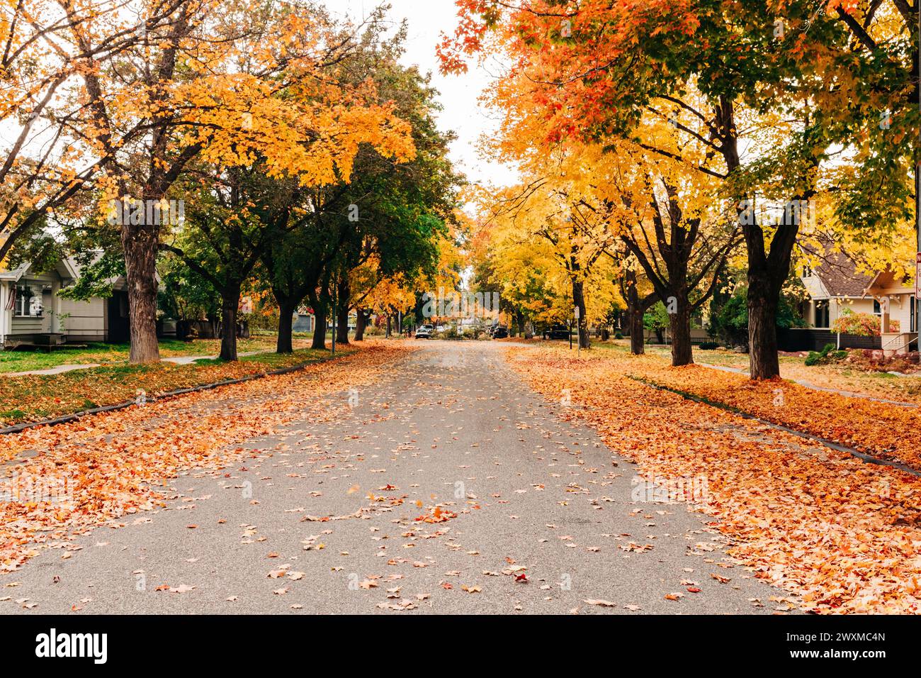 Residential fall street scene with leaves on the ground Stock Photo - Alamy